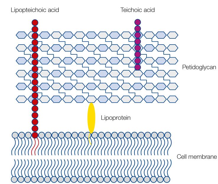 The Cell Structure Of Yeast With Diagram